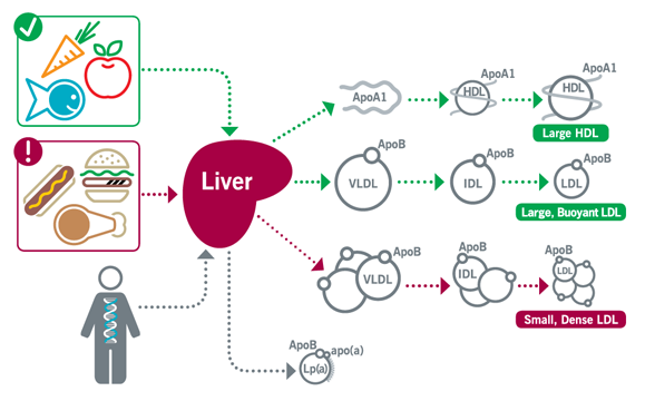 Advanced Lipid Testing - Cleveland HeartLab, Inc. Advanced Lipid Testing - Cleveland HeartLab, Inc.