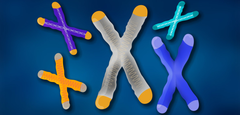 Telomere Testing May Predict Lifespan and Health Risks - Cleveland ...