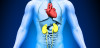 Novel Biomarker Test for Cardiovascular Disease Risk Now Available from ...